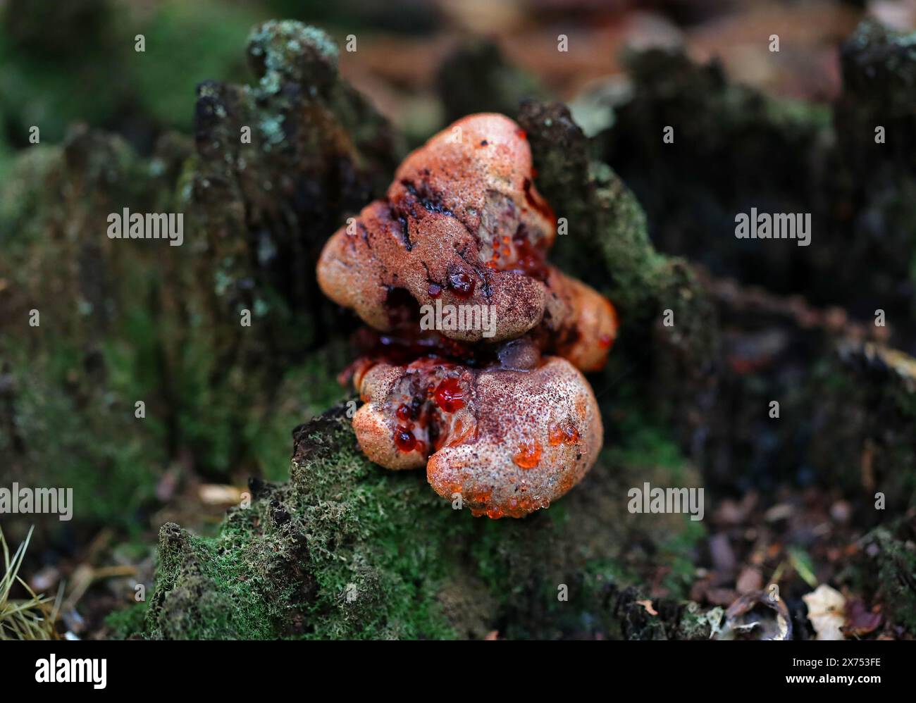 Warzen eiche -Fotos und -Bildmaterial in hoher Auflösung – Alamy