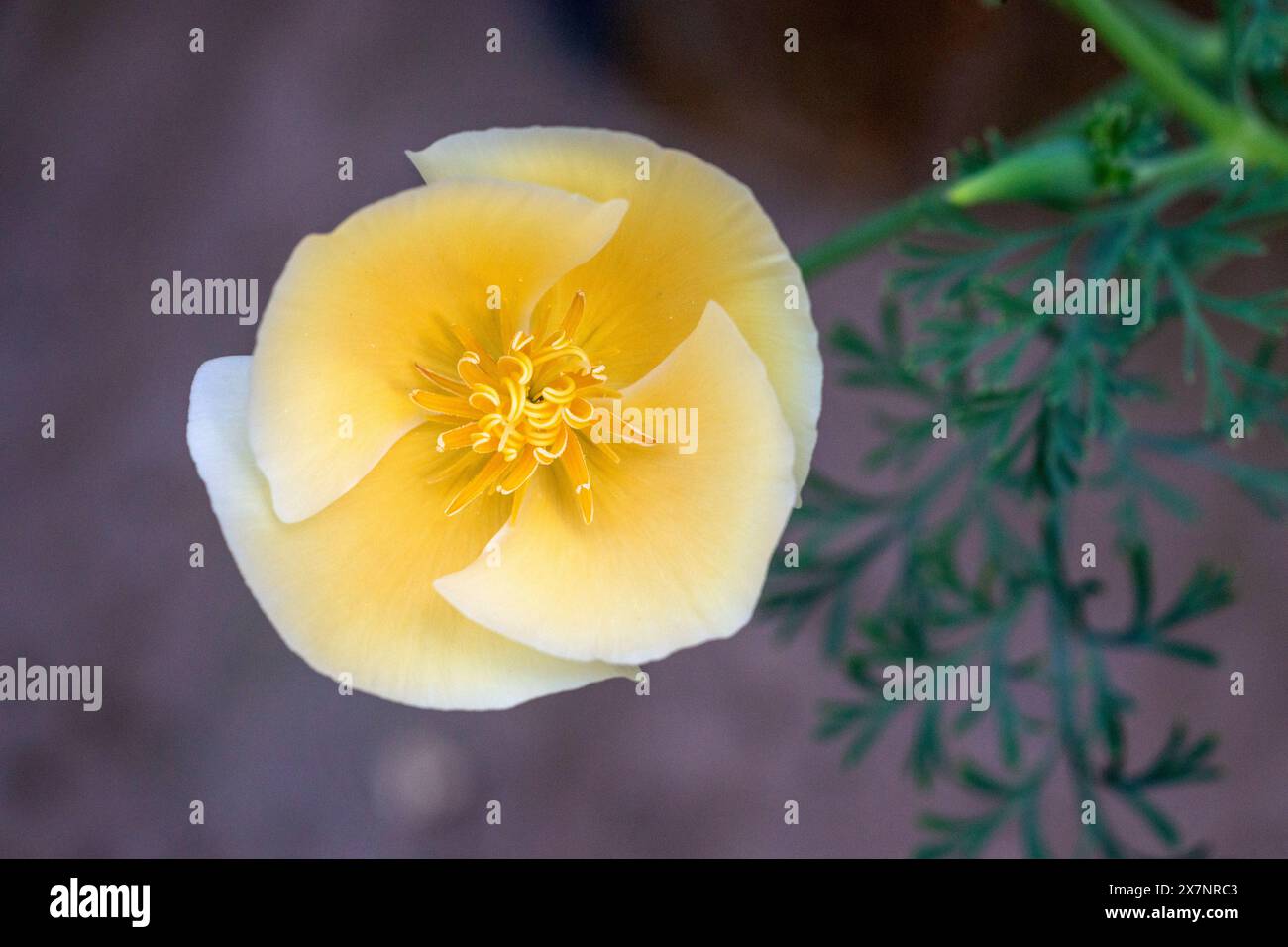 Eschscholzia californica ivory castle -Fotos und -Bildmaterial in hoher ...