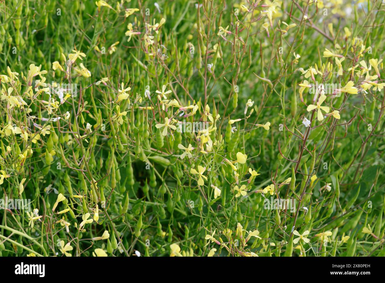 Jointed charlock -Fotos und -Bildmaterial in hoher Auflösung – Alamy