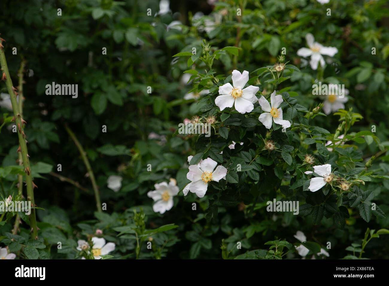 Eton Wick, Großbritannien. Mai 2024. Wildes blassrosa Hunderosen ...
