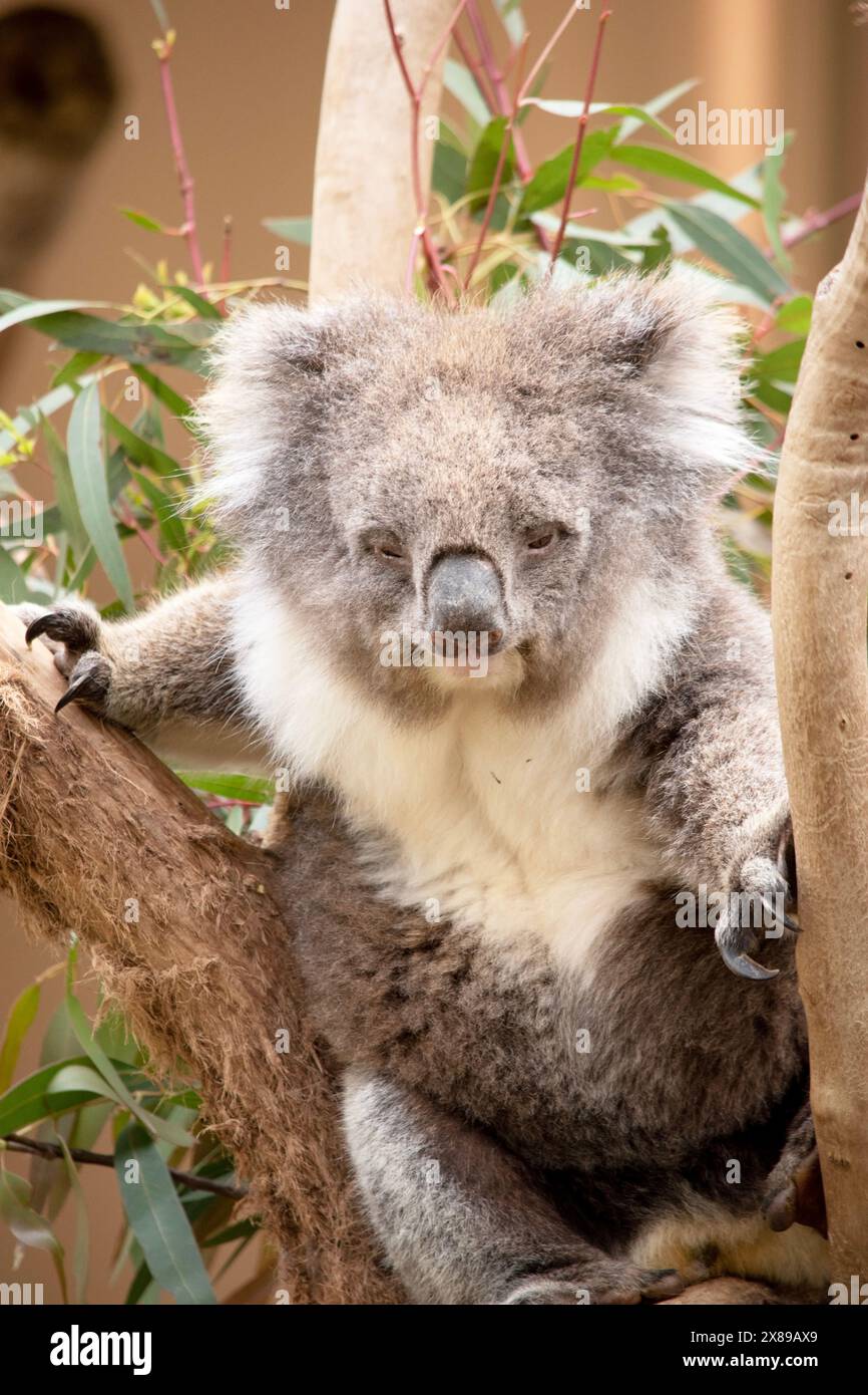 Der Koala hat einen großen runden Kopf, große pelzige Ohren und große ...