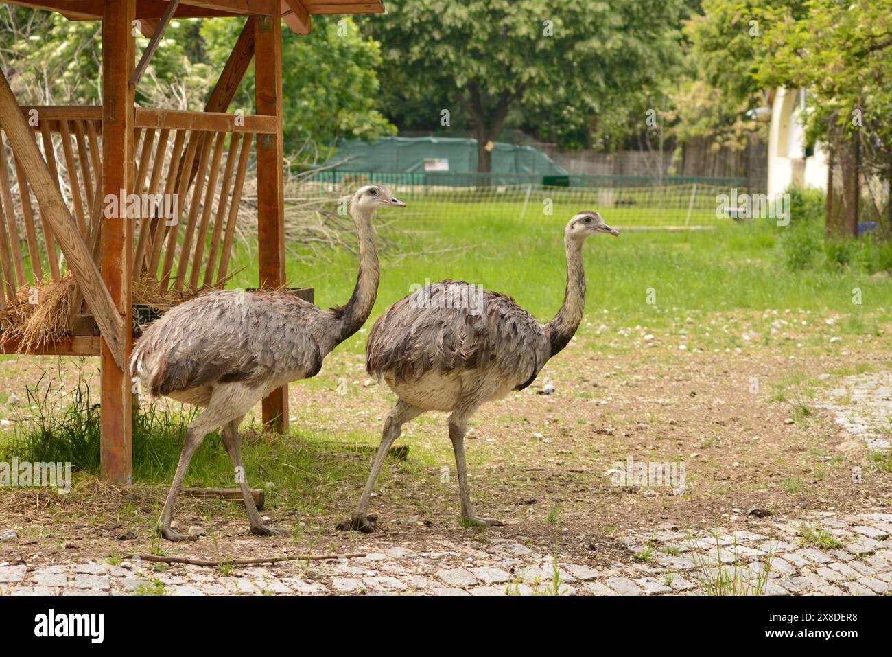Rhea arten -Fotos und -Bildmaterial in hoher Auflösung – Alamy