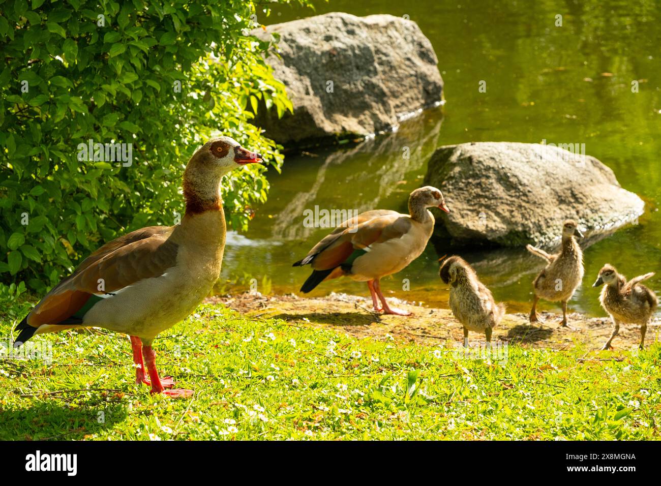 Goschings ägyptische Gänse, Alopochen aegyptiaca auf grüner Wiese mit ...