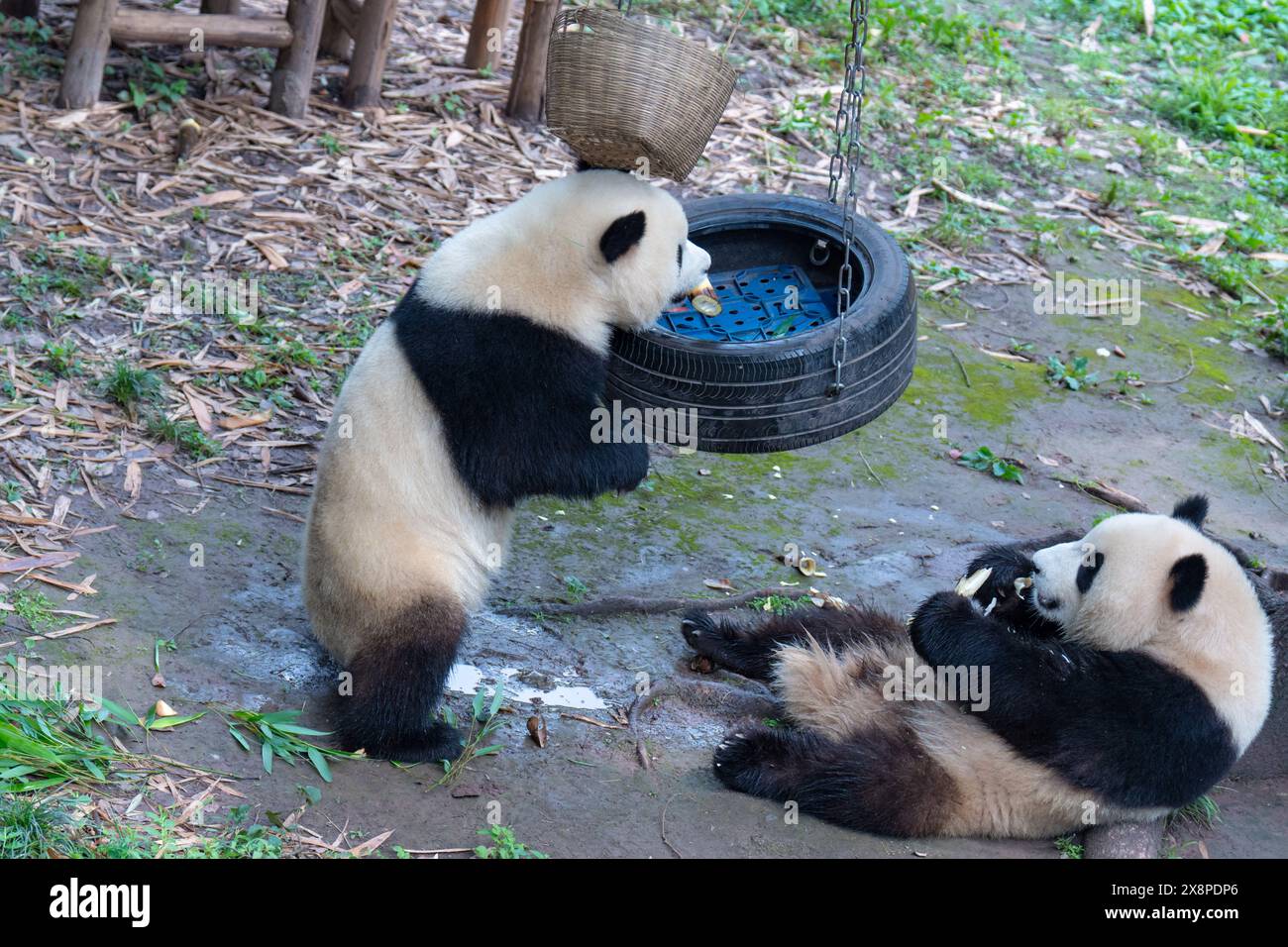 Zwei riesige Pandas spielen am 26. Mai 2024 im Chongqing Zoo in ...