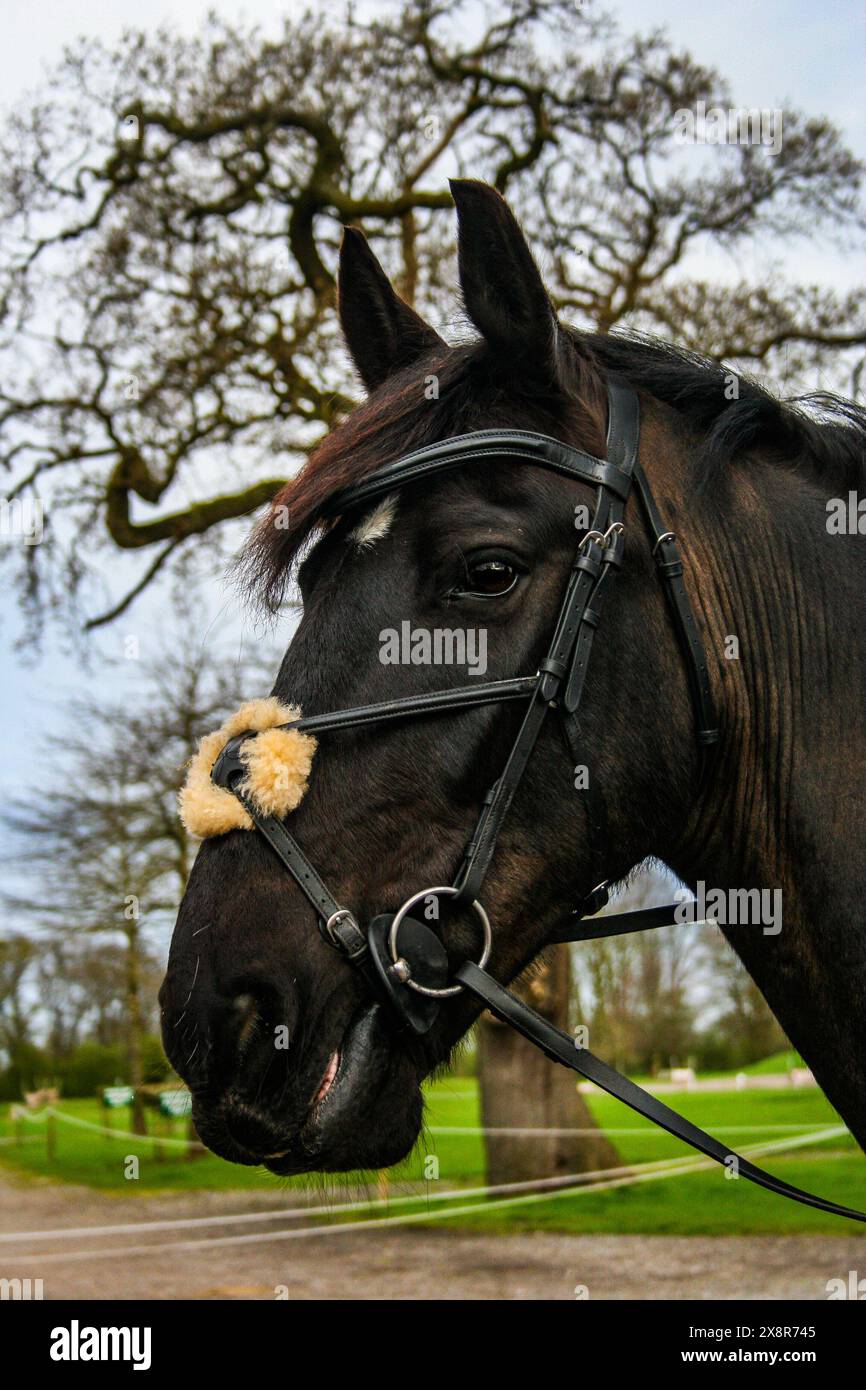 Anatomie des pferdesports -Fotos und -Bildmaterial in hoher Auflösung ...