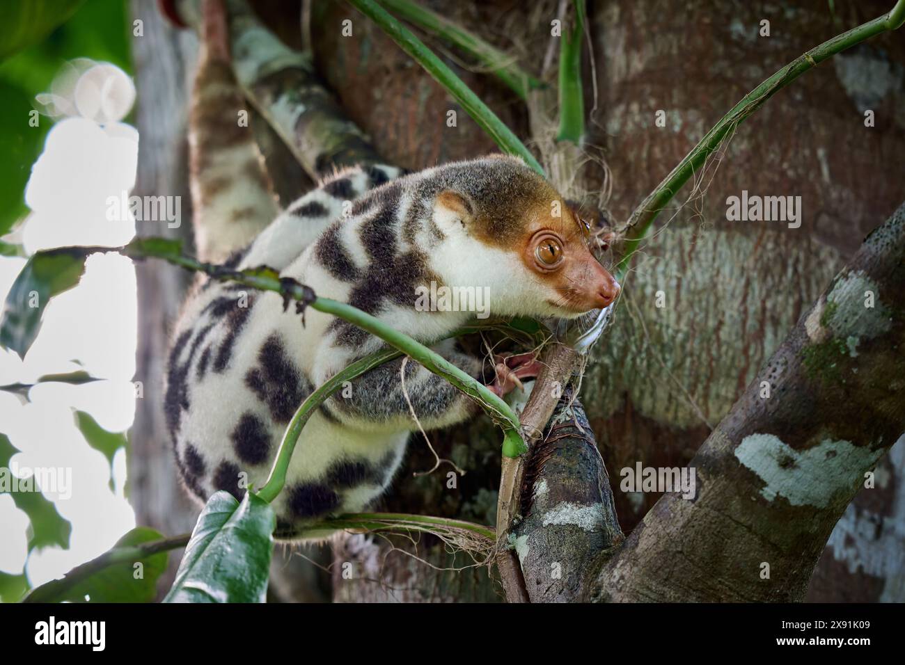 Waigeou cuscus oder Waigeou Spoted cuscus (Spilocuscus papuensis), Raja ...