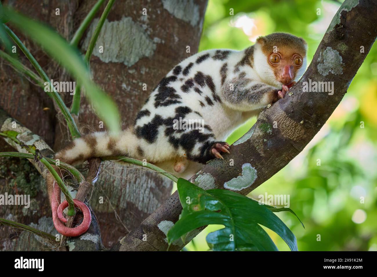 Waigeou cuscus oder Waigeou Spoted cuscus (Spilocuscus papuensis), Raja ...