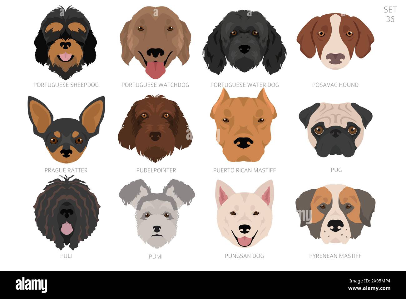 Hundekopf in alphabetischer Reihenfolge. Alle Hunderassen ...