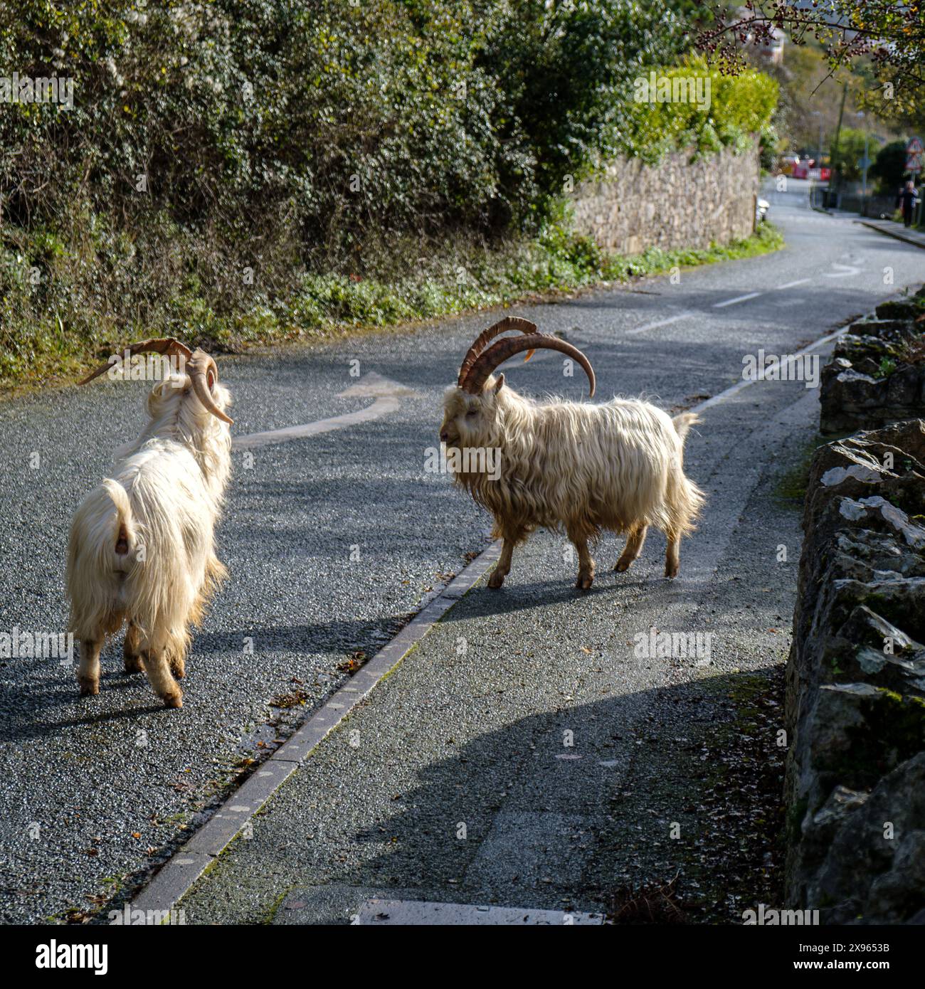 Llandudno Kashmiri-Ziegen, die auf dem Geeat Orme in Llandudno ...