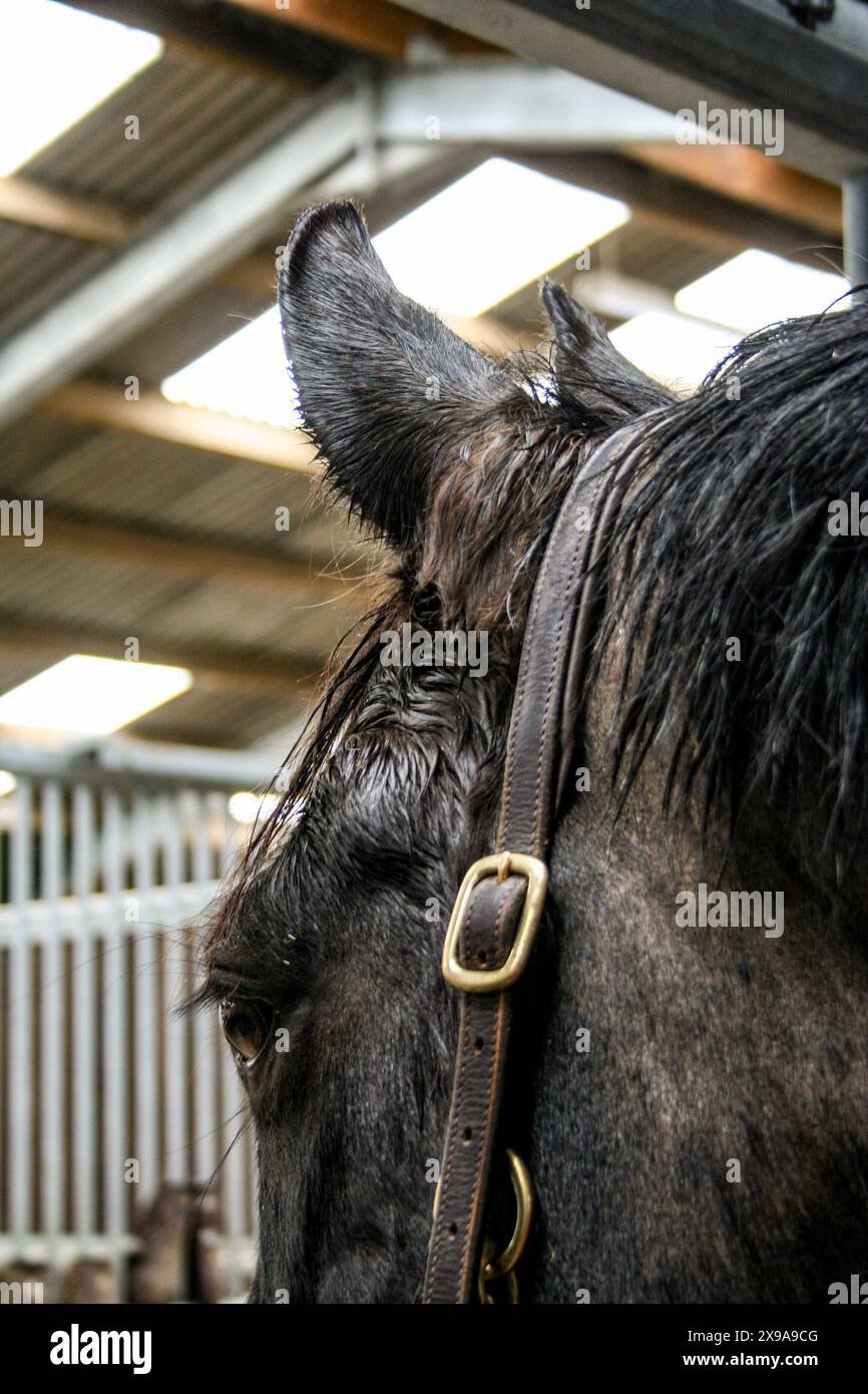 Anatomie des pferdesports -Fotos und -Bildmaterial in hoher Auflösung – Alamy