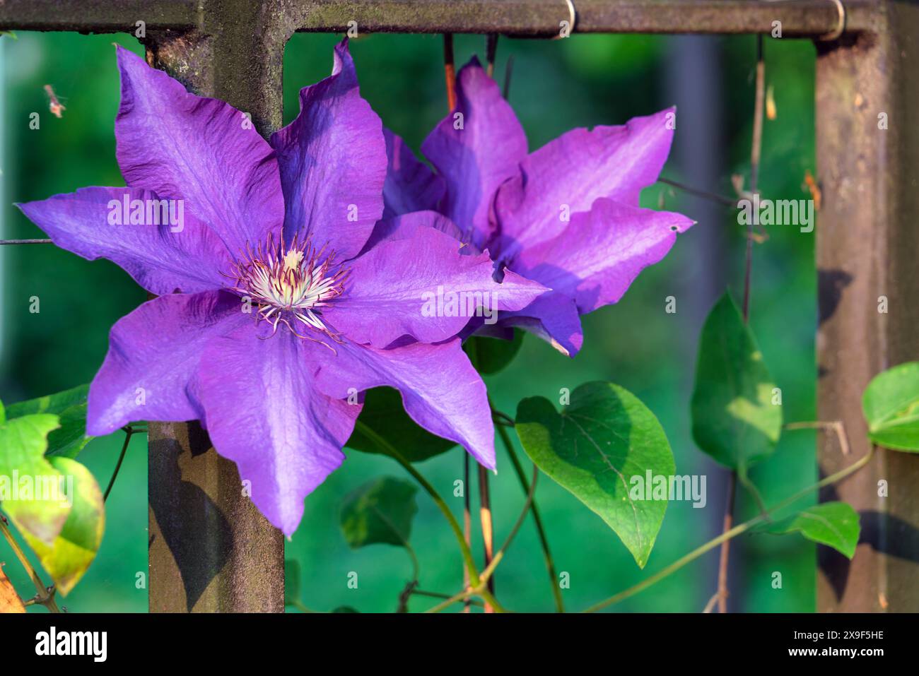 Clematis kardynal wyszynski -Fotos und -Bildmaterial in hoher Auflösung ...
