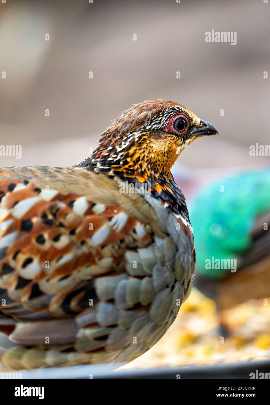 Die Hill Partridge, die im Himalaya und Südostasien beheimatet ist ...