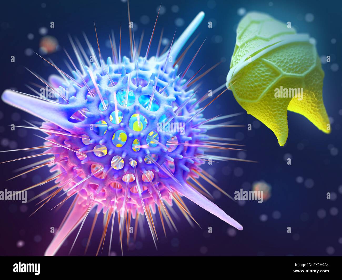 Radiolarien und dinoflagellaten symbiose -Fotos und -Bildmaterial in ...