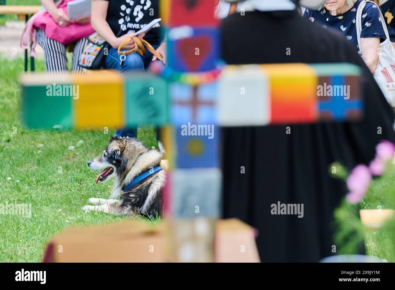 01. Juni 2024, Berlin: Auf der Wiese sitzt Mischling Wuschl beim ...