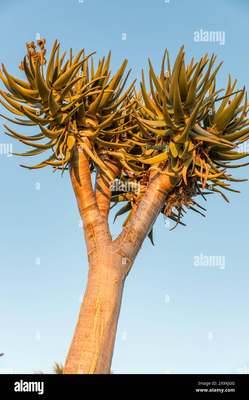 Baum in karas region -Fotos und -Bildmaterial in hoher Auflösung – Alamy