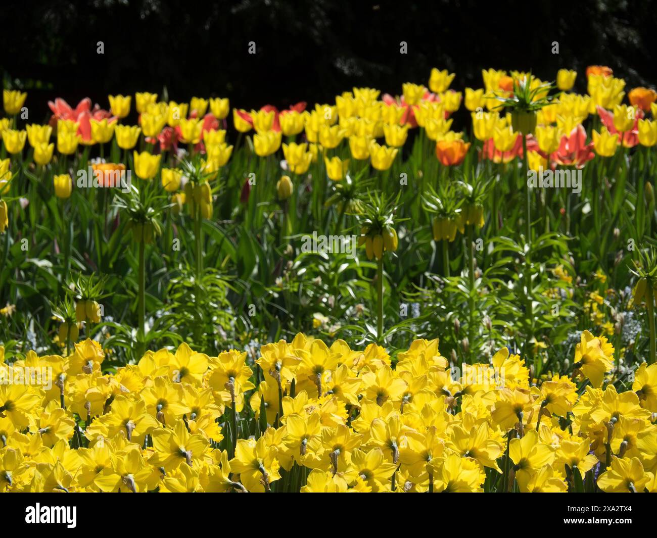 Ein großes Feld von gelben Narzissen und Tulpen in verschiedenen Farben ...