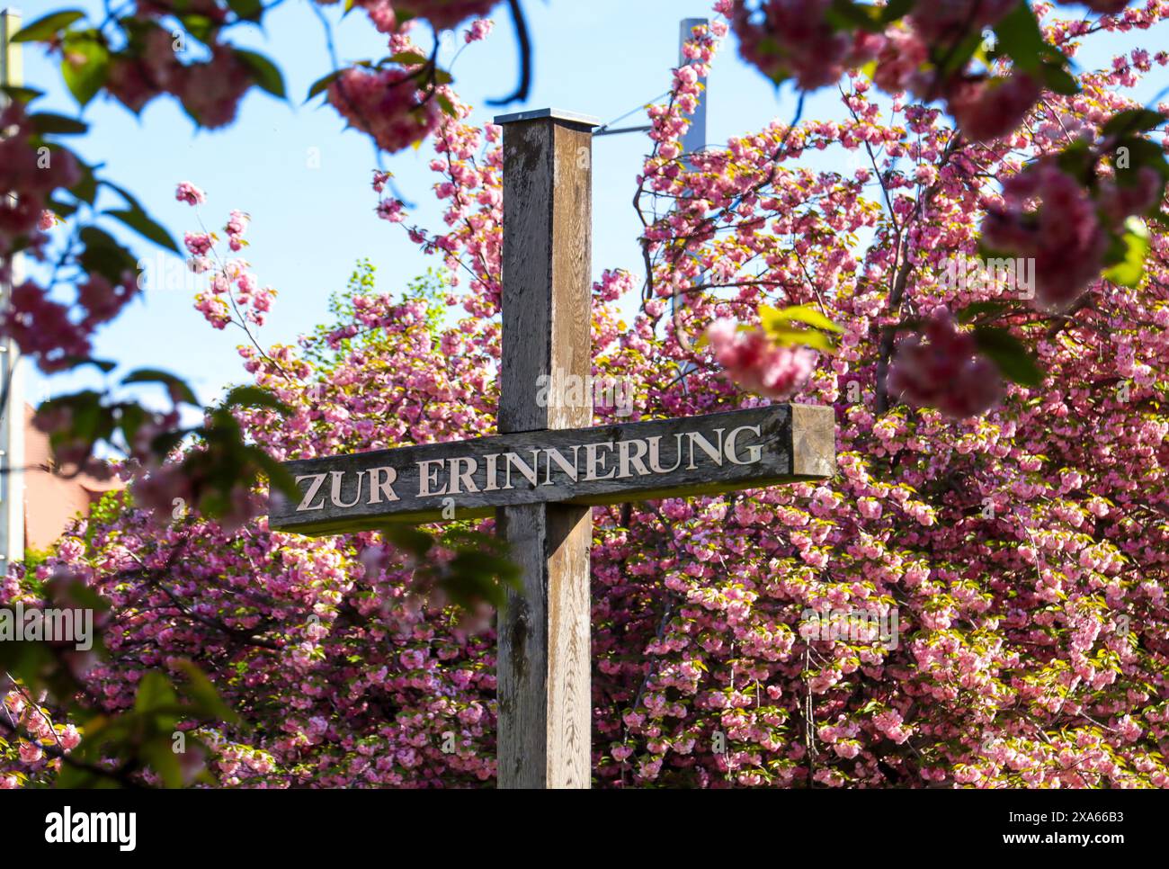 Erleben Sie die bezaubernde Schönheit der Kirschblüten in voller Blüte ...