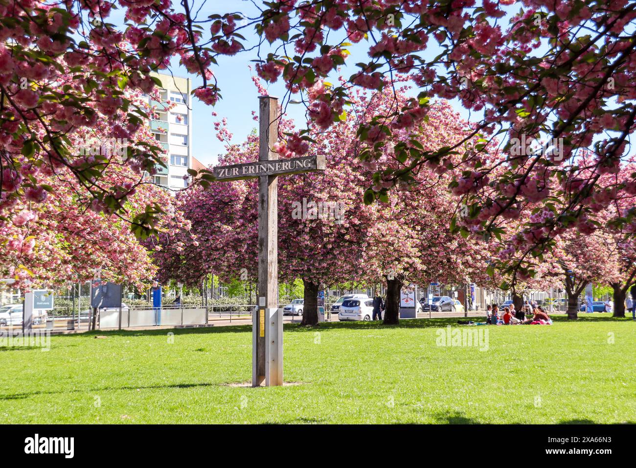 Erleben Sie die bezaubernde Schönheit der Kirschblüten in voller Blüte ...