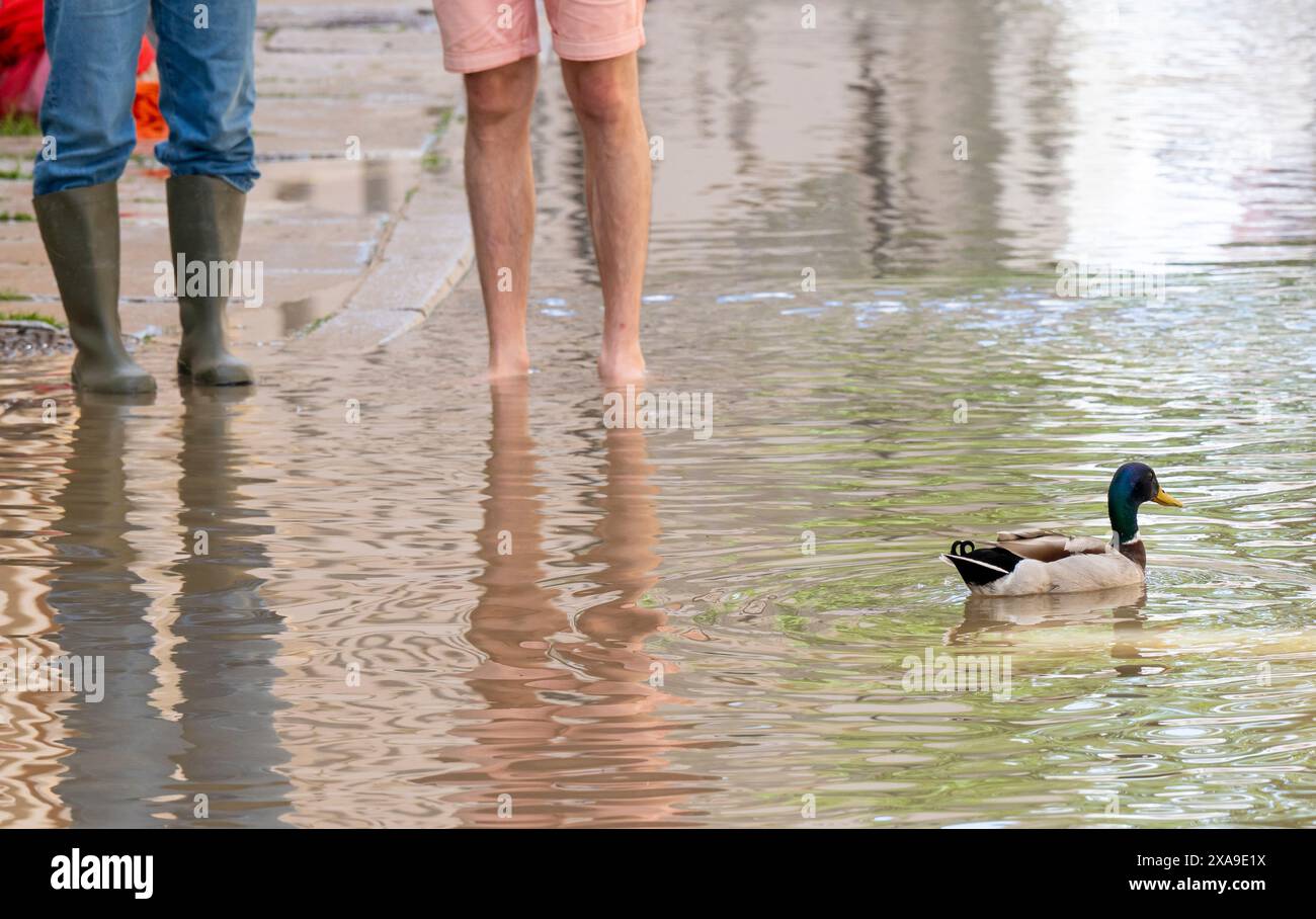 Passau, Deutschland. Juni 2024. Eine Ente schwimmt in einer Gasse in ...