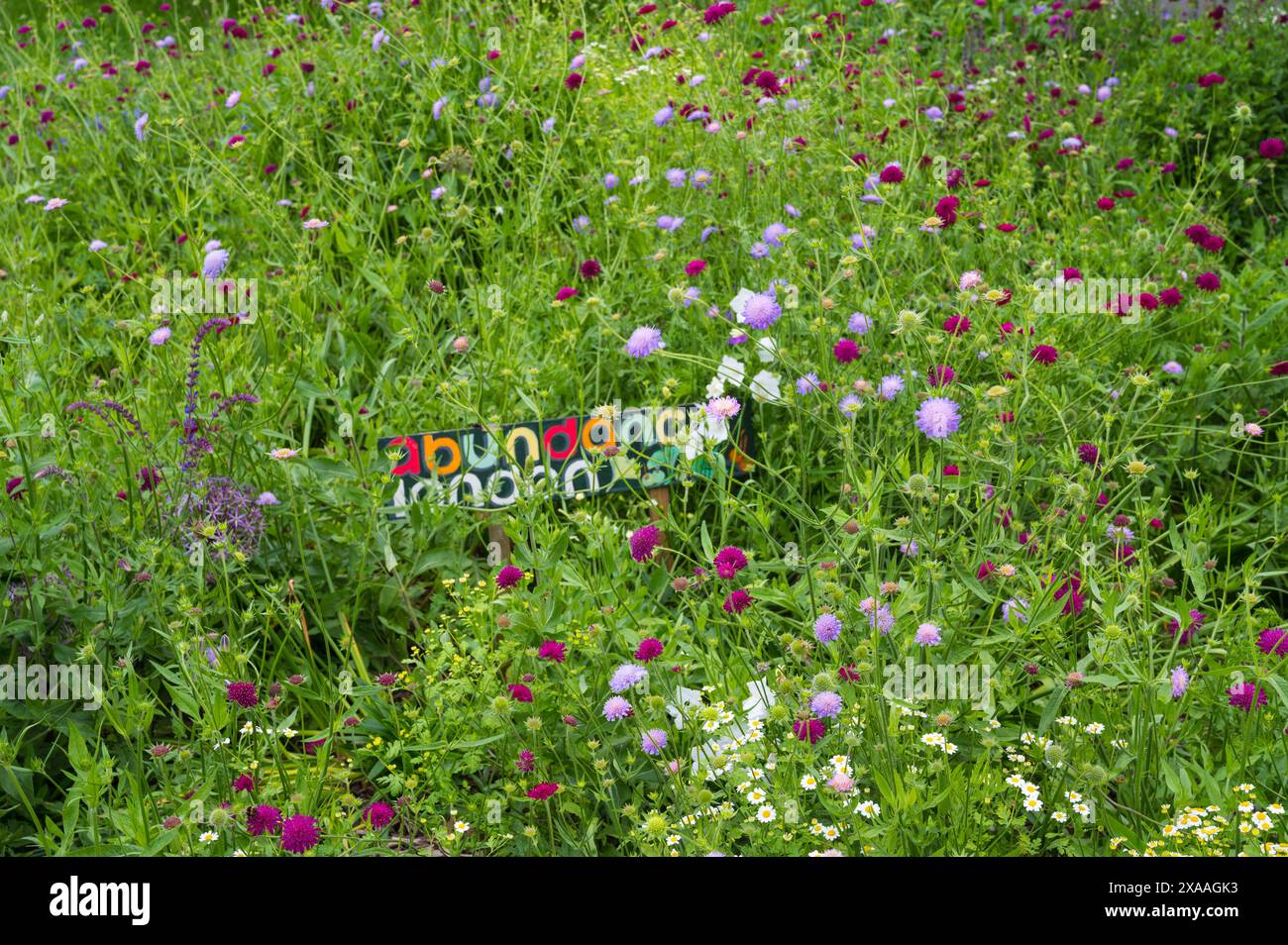 Wildblumen wachsen aus Samen, die auf Chiswick Back Common von der ...