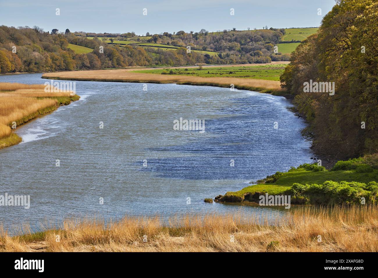 Ein Fluss, der von Schilf und Wäldern gesäumt ist; der Tamar, die ...