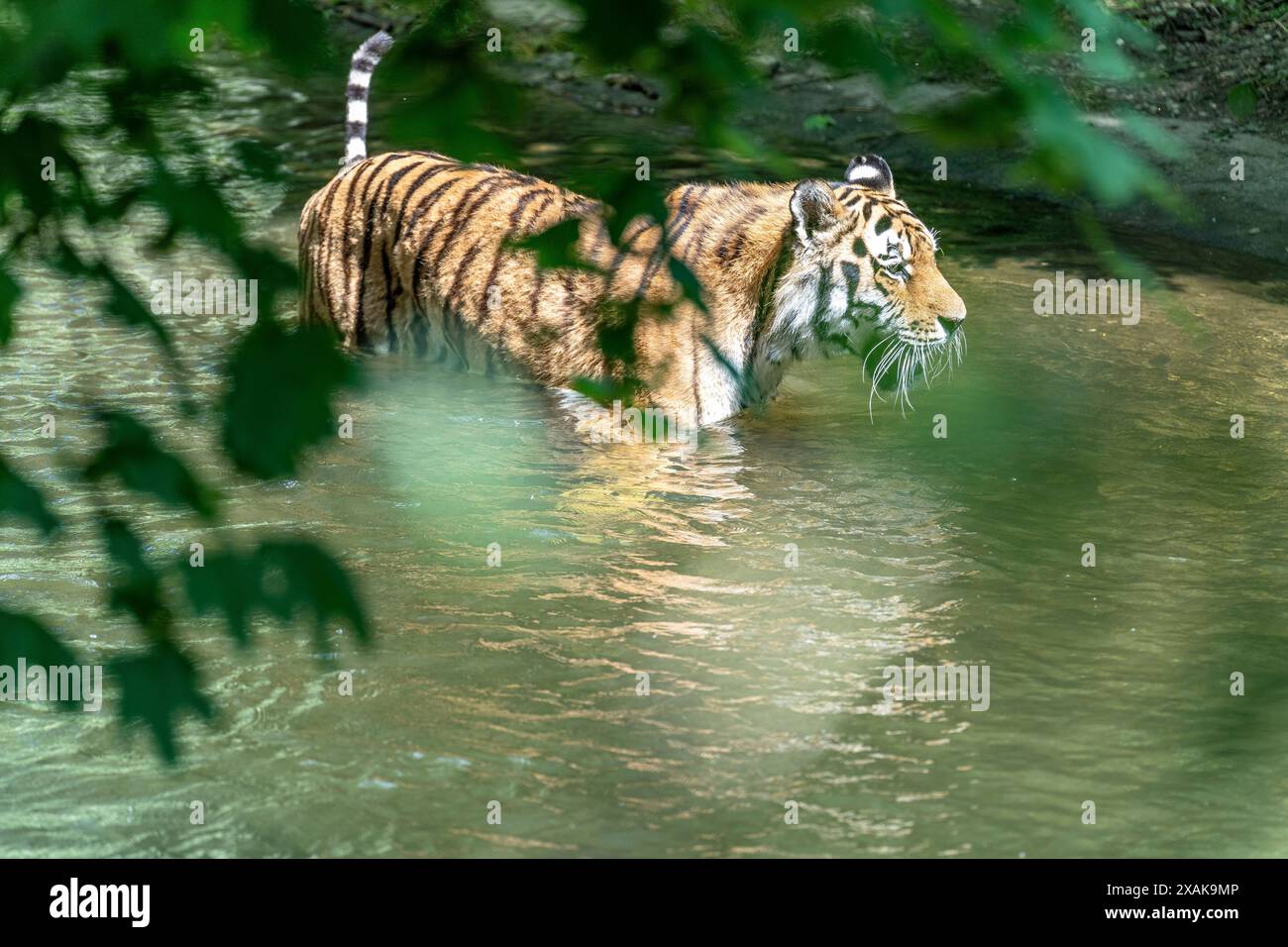 Zoo munchen -Fotos und -Bildmaterial in hoher Auflösung – Alamy