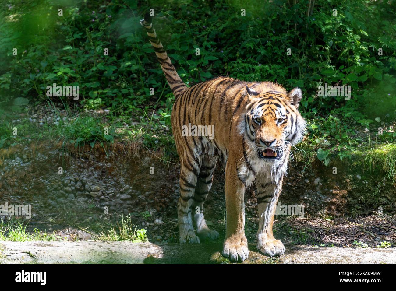 Zoo munchen -Fotos und -Bildmaterial in hoher Auflösung – Alamy