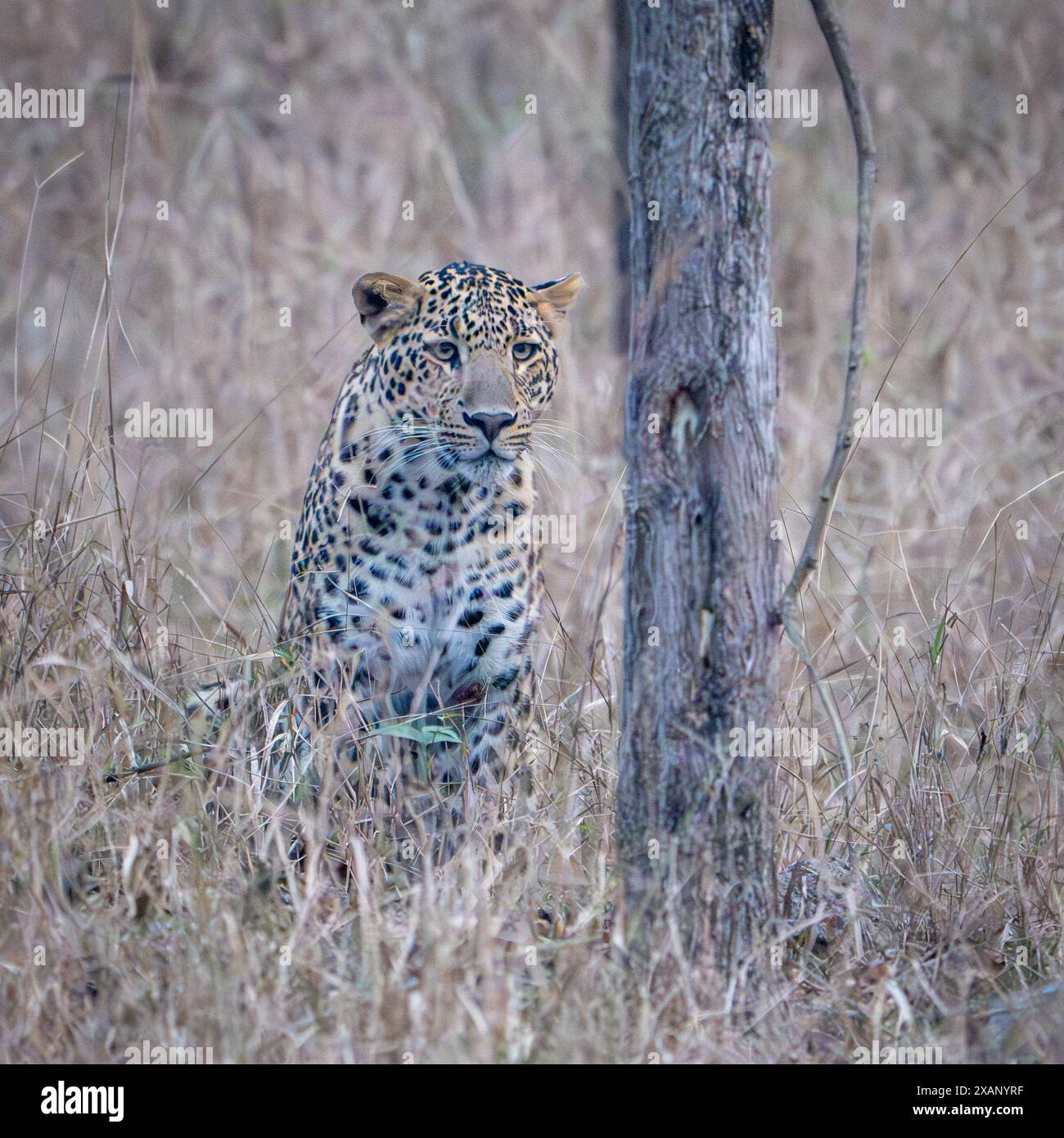 Indischer leopard panthera pardus fusca -Fotos und -Bildmaterial in ...
