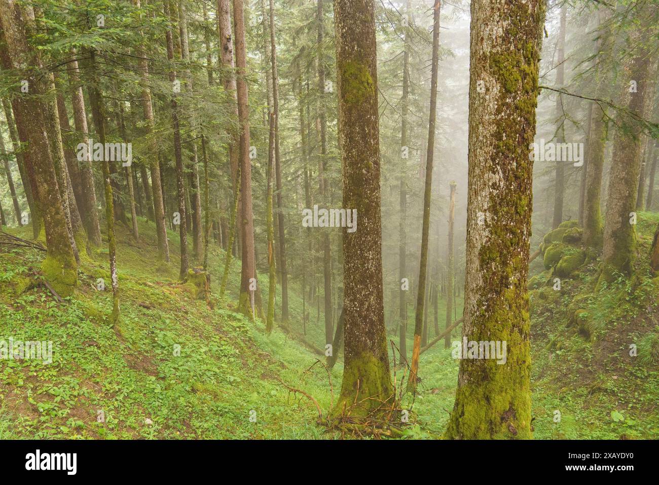 Ein nebeliger Wald mit hohen Bäumen und grünem Unterholz schafft eine ...