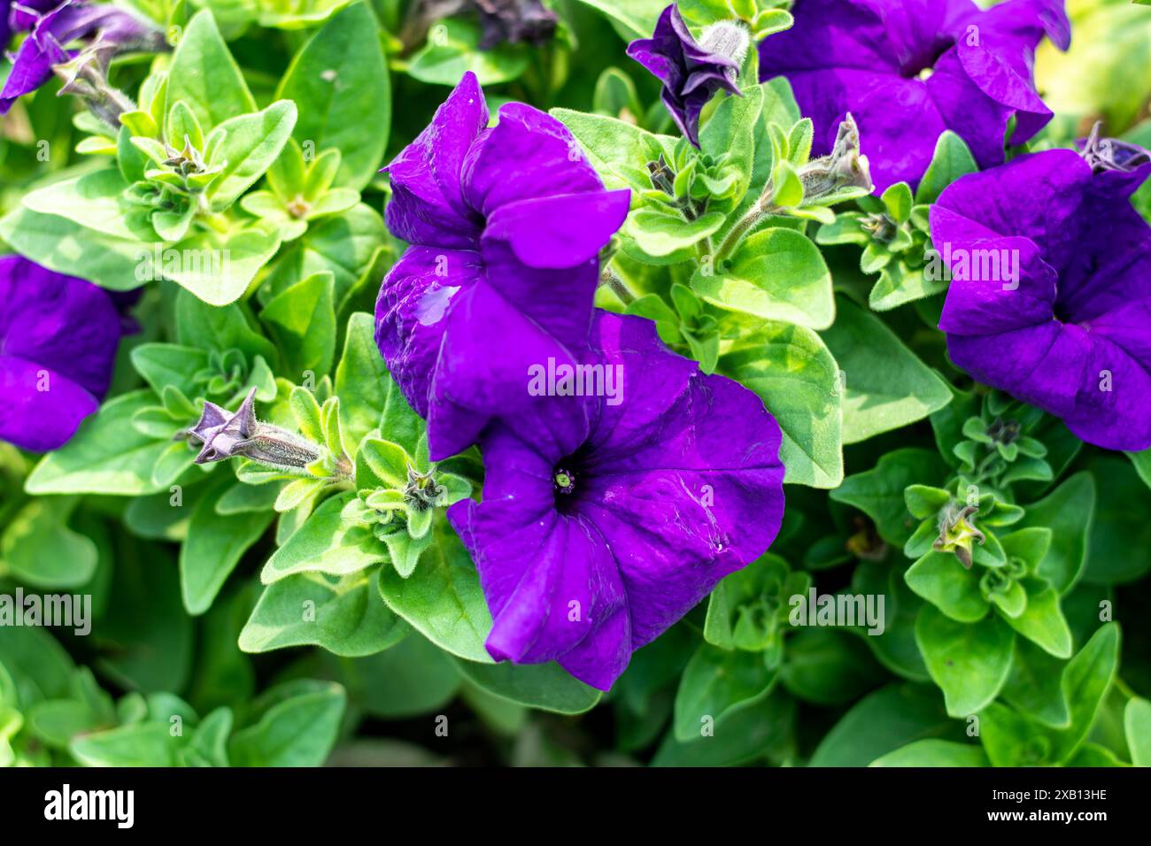 Petunia Supercascade Blau pelletierte Petunensamen diese Pflanzen ...