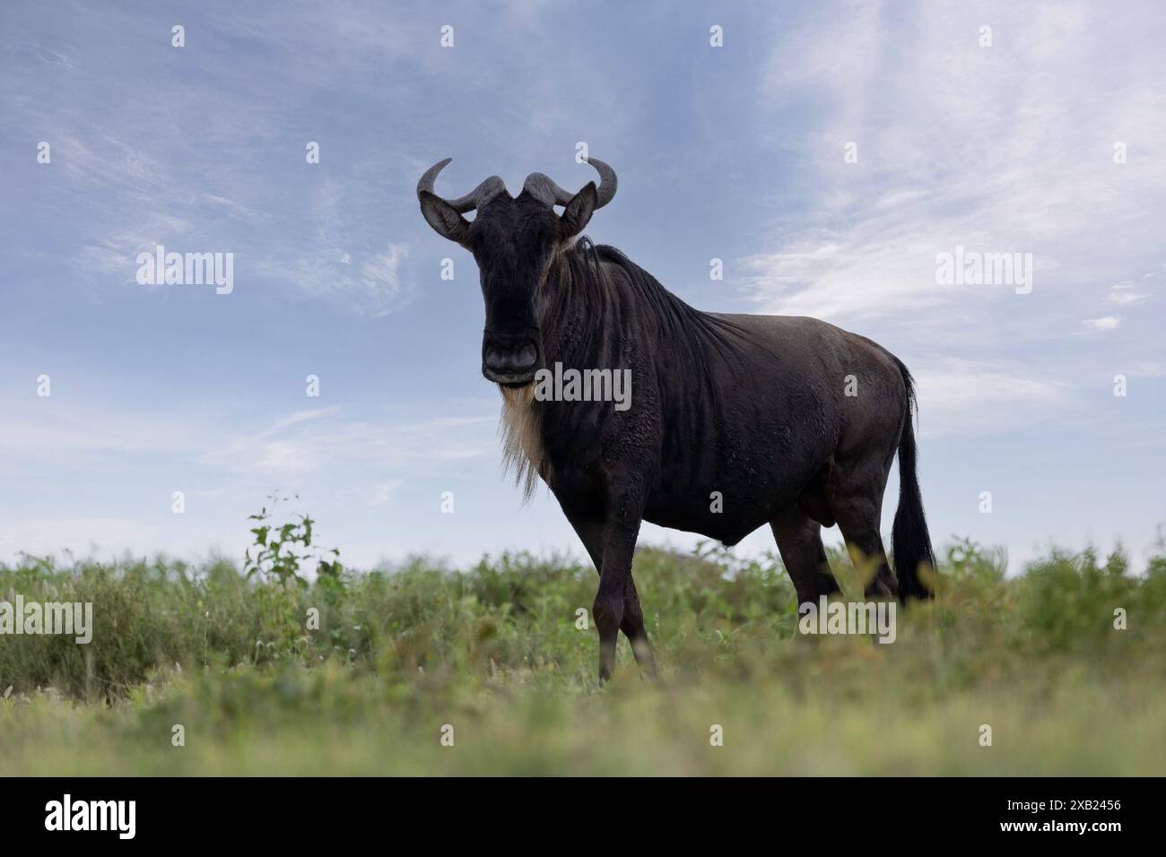 Gnu savanne -Fotos und -Bildmaterial in hoher Auflösung – Alamy