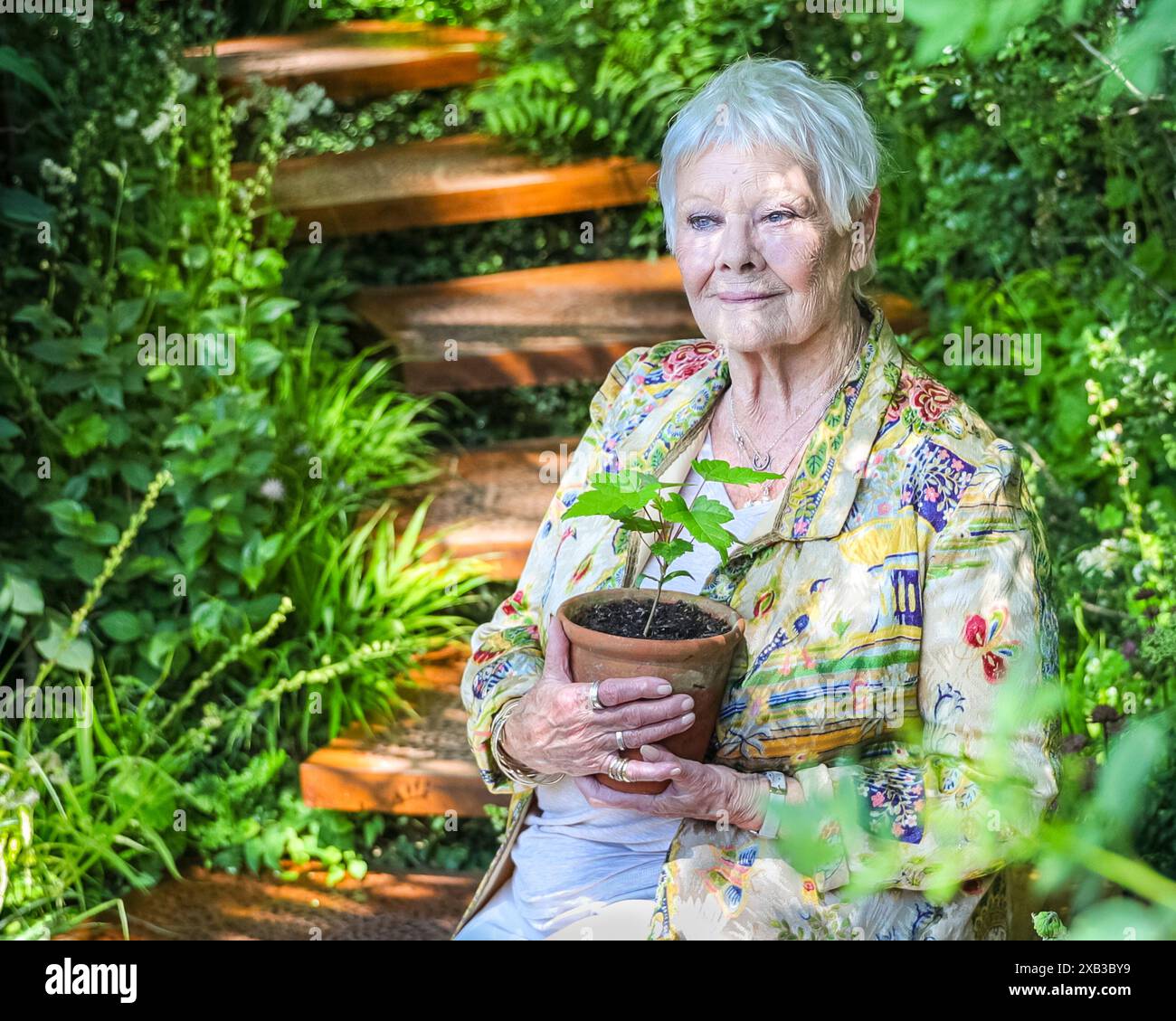 Judi dench mit sycamore gap baum -Fotos und -Bildmaterial in hoher ...