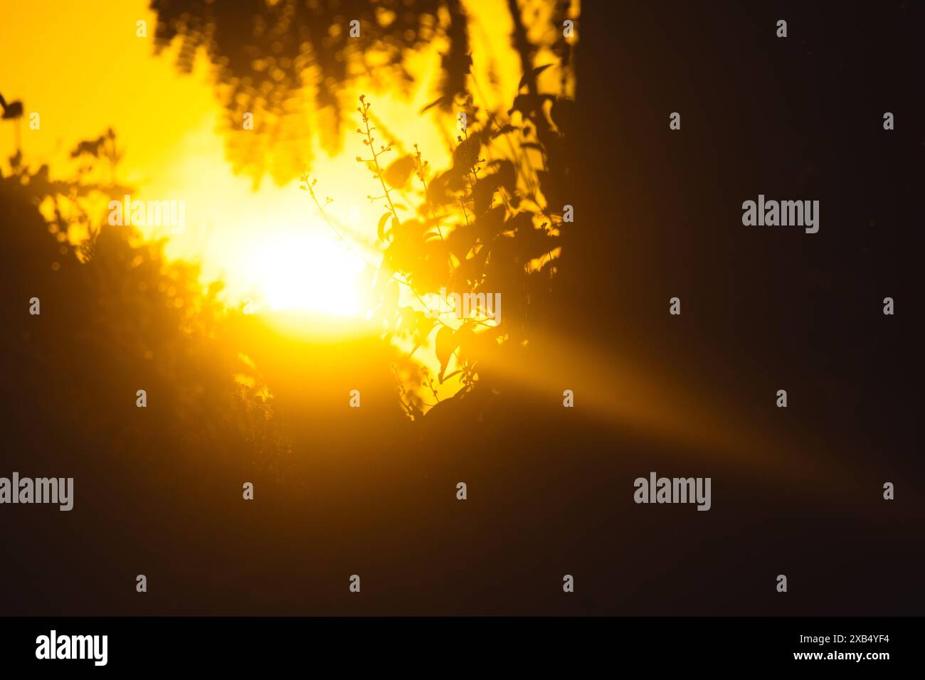 Ein fesselndes Foto, das den intensiven goldenen Glanz der ...