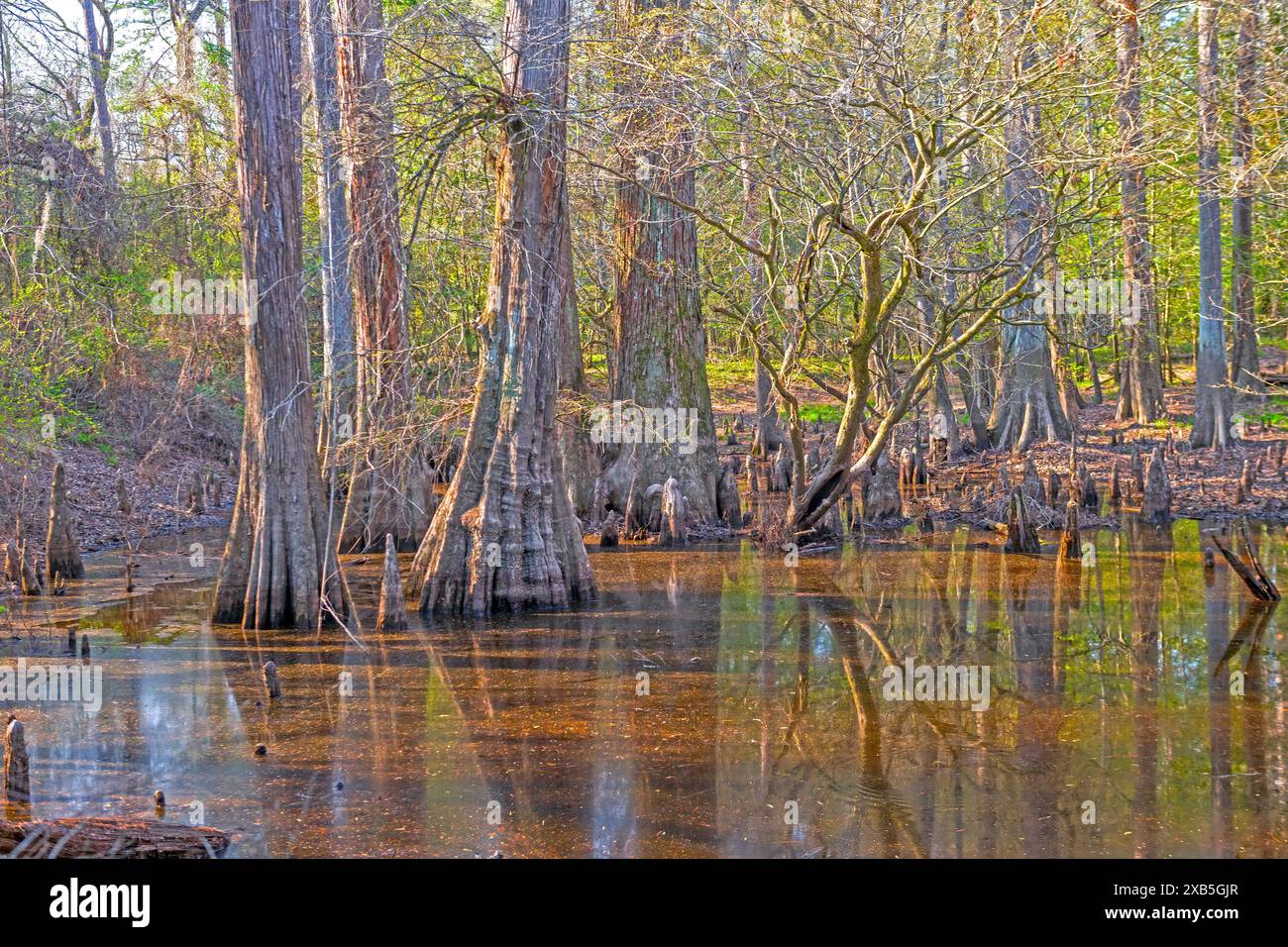 Abendlicht und Reflexionen in einem Bottomland Forest im Big Thicket ...
