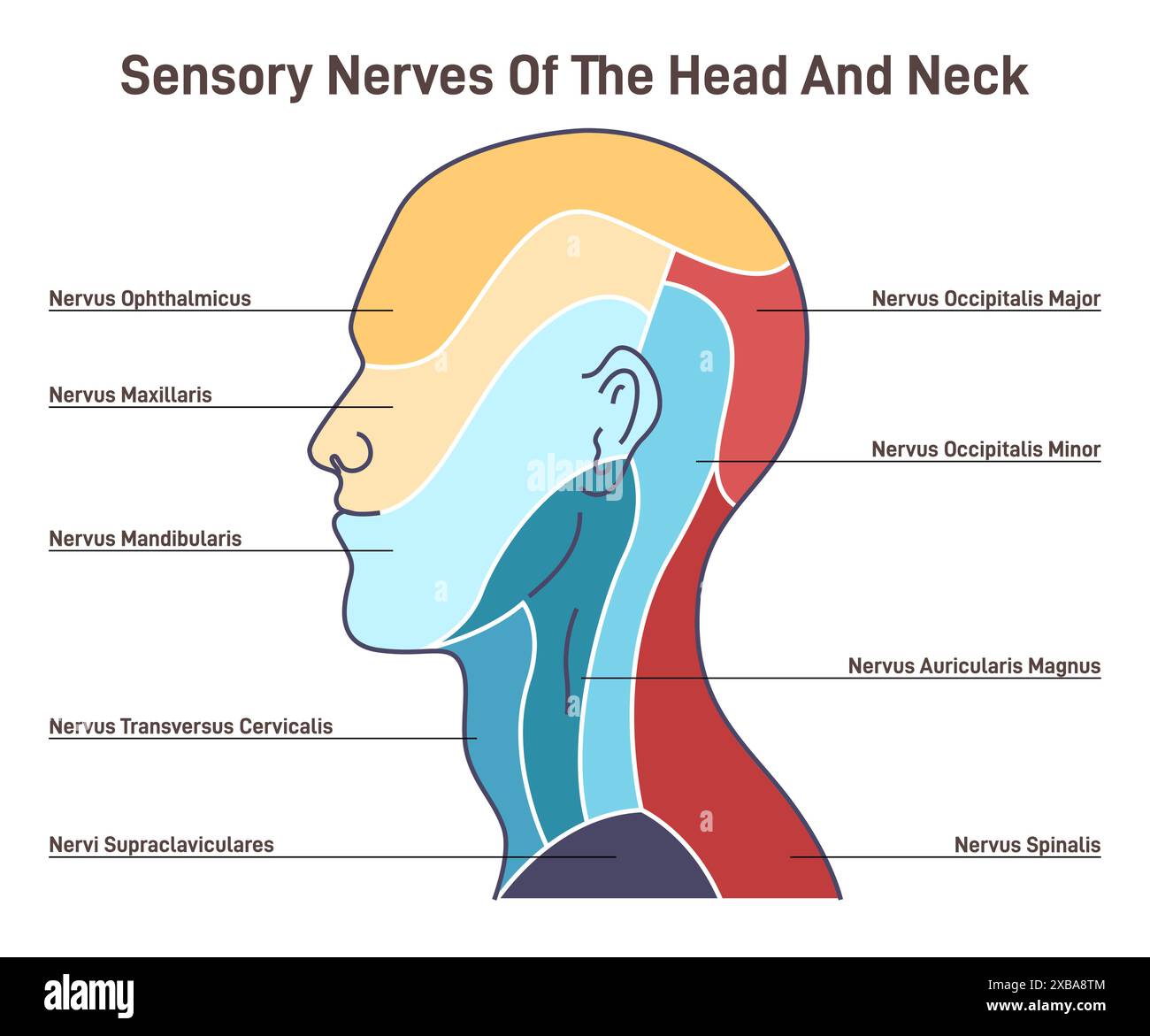 Kopfhaut nerven -Fotos und -Bildmaterial in hoher Auflösung – Alamy