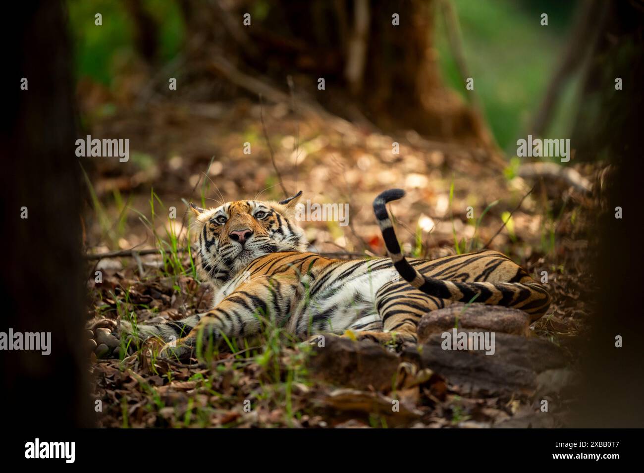Wilder indischer männlicher bengalischer Tiger panthera tigris Fine Art ...