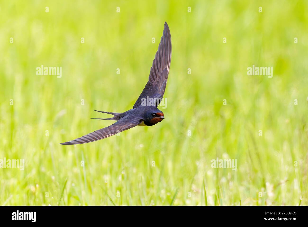 Fliegende schwalbe -Fotos und -Bildmaterial in hoher Auflösung – Alamy