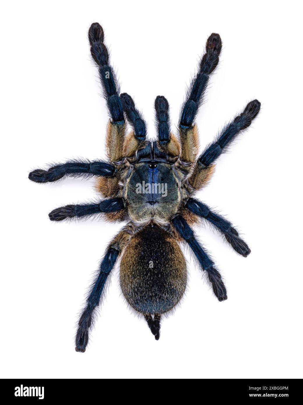 Blick von oben auf die leuchtend blau gefärbte Monocentropus balfouri ...