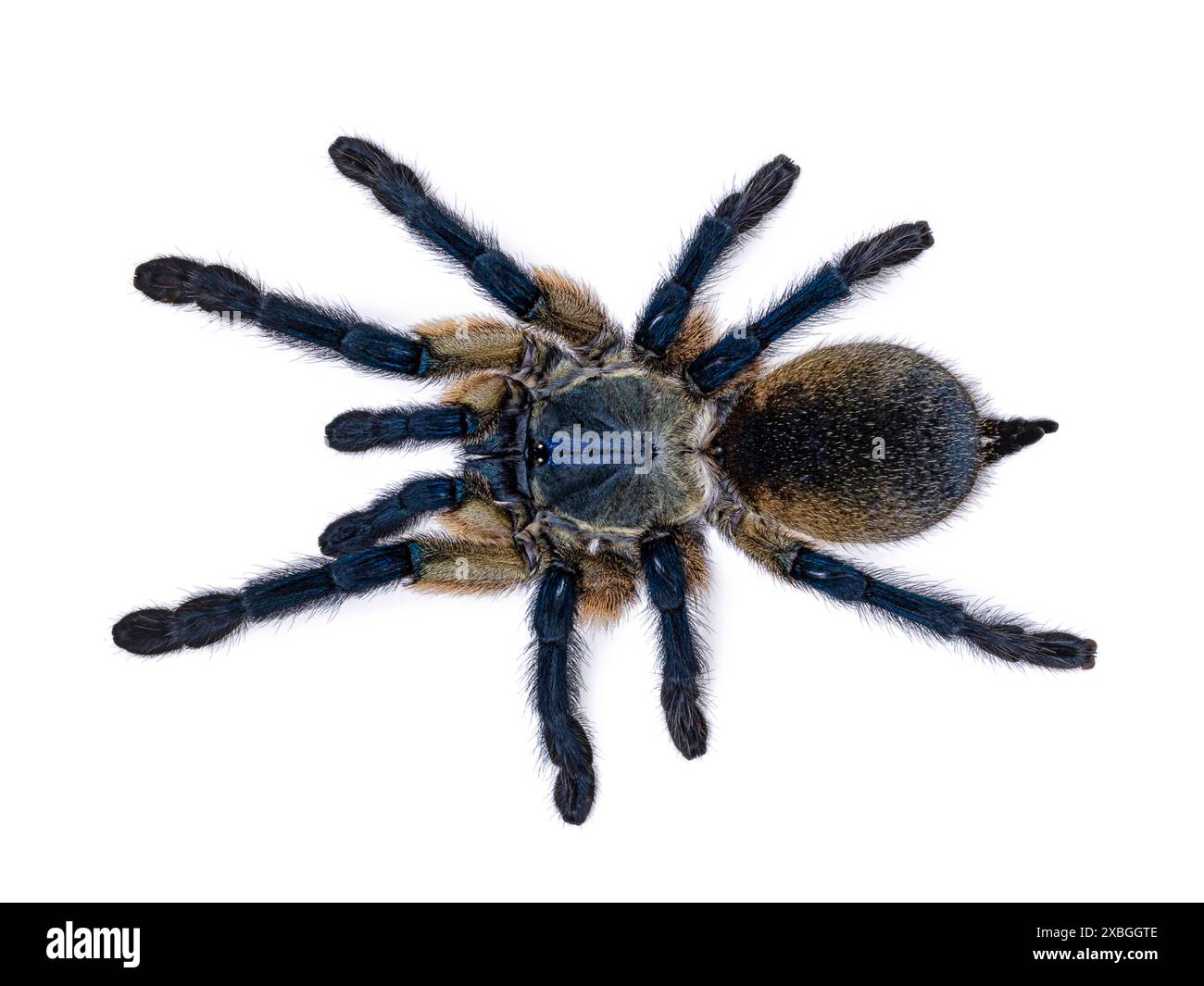 Blick von oben auf die leuchtend blau gefärbte Monocentropus balfouri ...