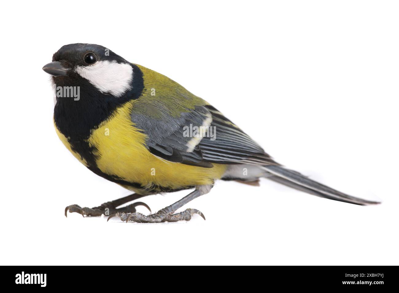 Gelbe meise Ausgeschnittene Stockfotos und -bilder - Alamy