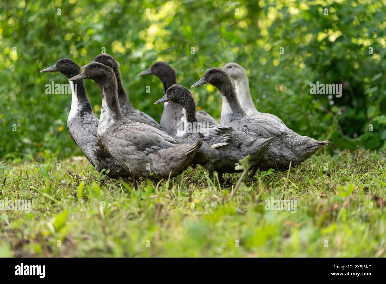 Schwedisches feld -Fotos und -Bildmaterial in hoher Auflösung – Alamy