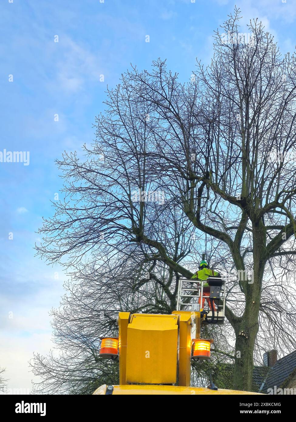 Baumschneider arbeitet an einem Baum, um Äste zu entfernen, um den Baum ...