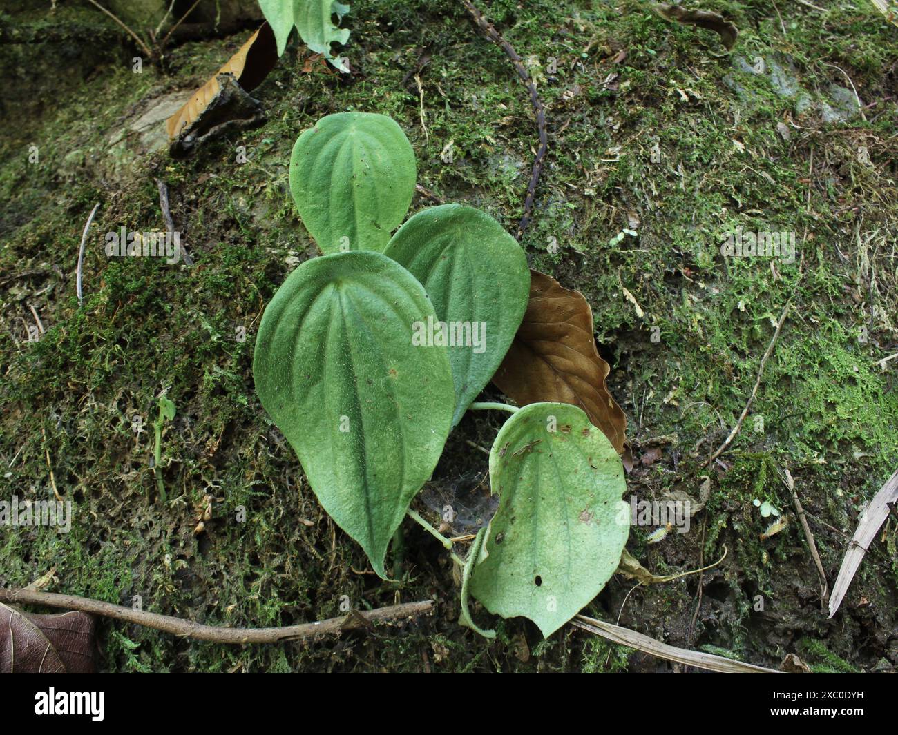 Piperaceae family -Fotos und -Bildmaterial in hoher Auflösung – Alamy