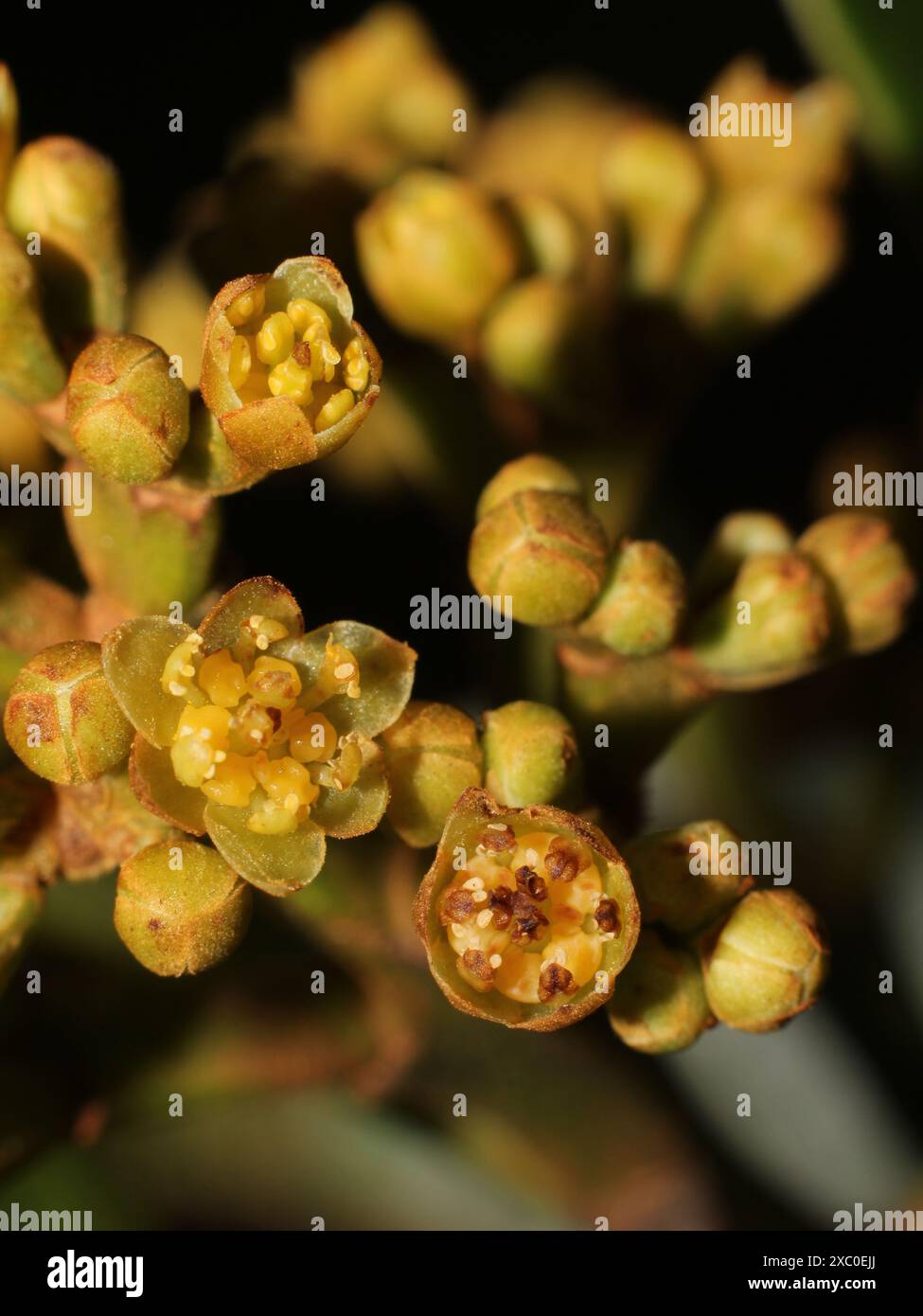 Lauraceae family -Fotos und -Bildmaterial in hoher Auflösung – Alamy