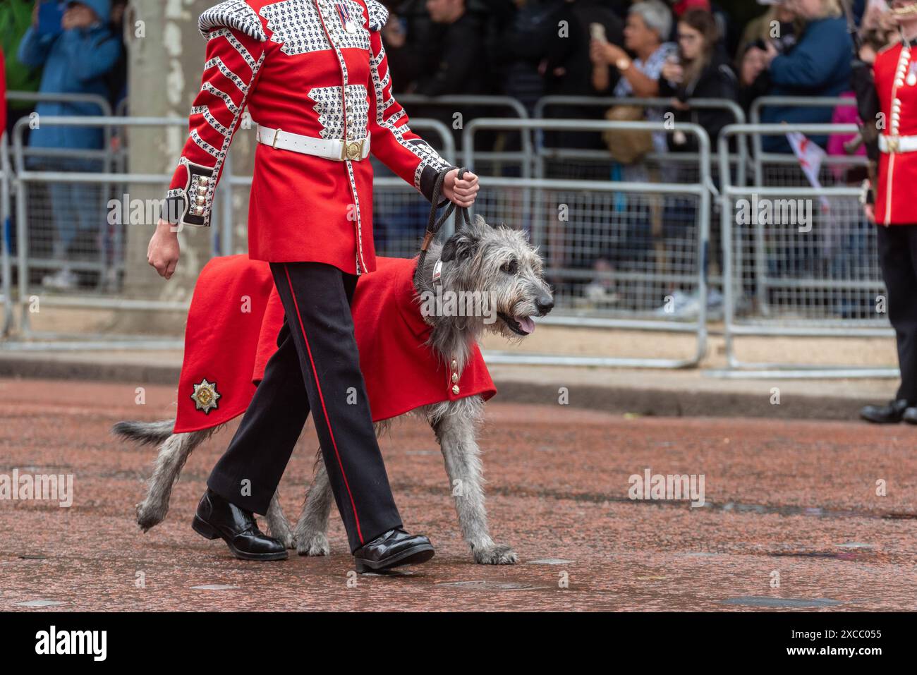 Nummer 9 Company Irish Guards unter der Führung des Irish Wolfhound ...