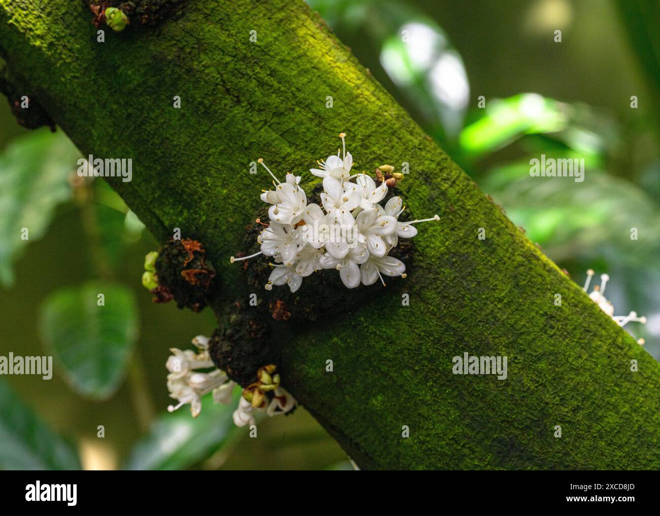 Paleria capitata -Fotos und -Bildmaterial in hoher Auflösung – Alamy