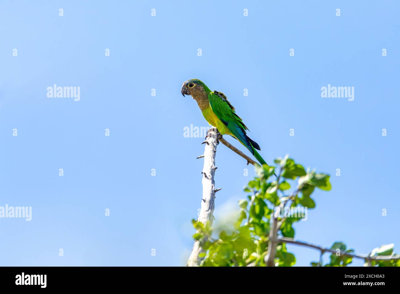 Braunkopfsittich (Eupsittula pertinax), auch bekannt als St. Thomas ...