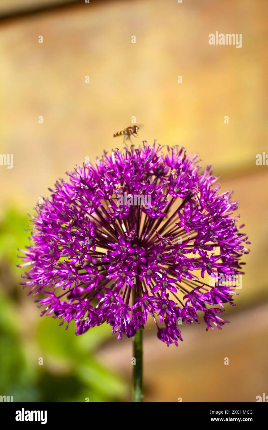 Allium Gladiator (Allium sativum) zieht Insekten wie die Schwebefliege ...
