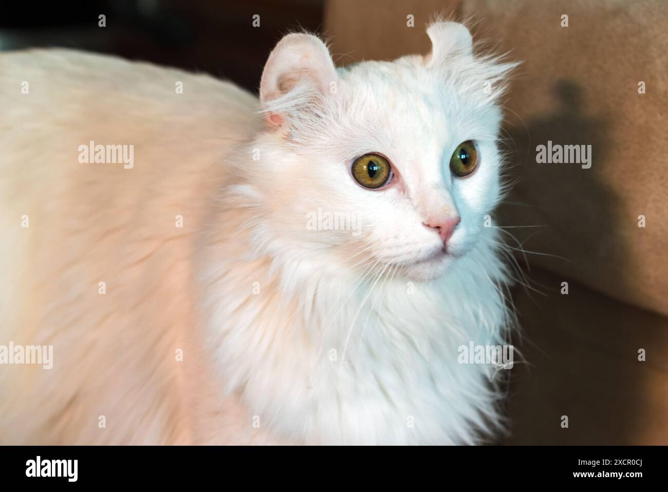 Amerikanische locken katze -Fotos und -Bildmaterial in hoher Auflösung ...
