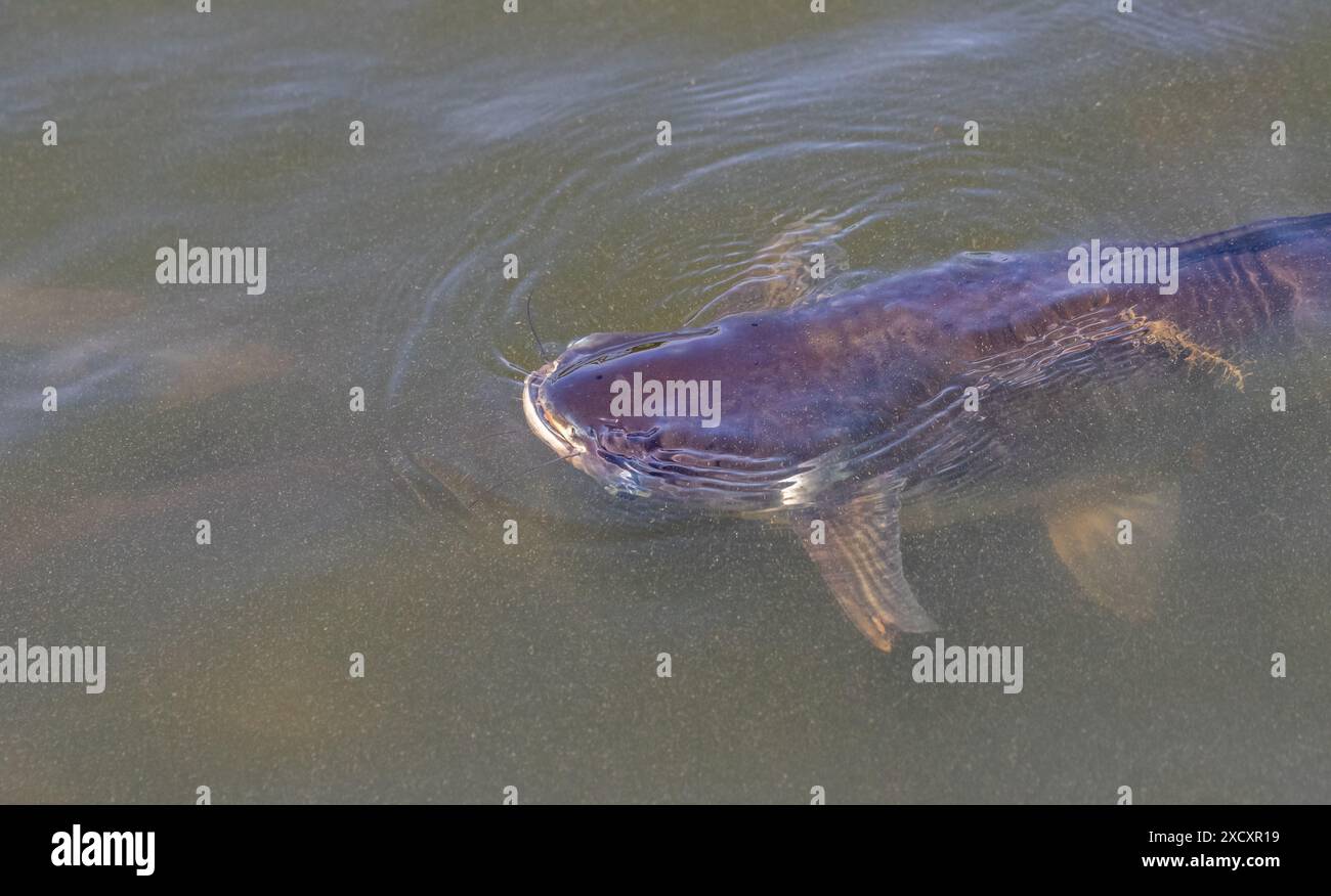 Wels maul -Fotos und -Bildmaterial in hoher Auflösung – Alamy